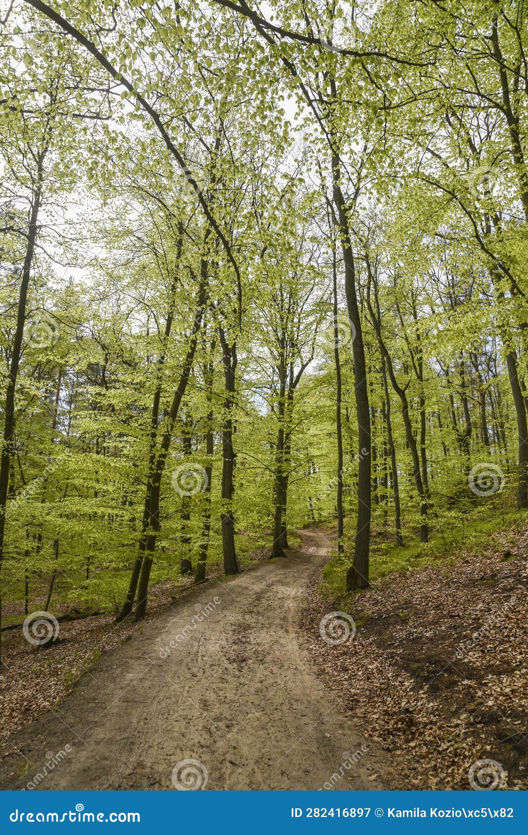 Beautiful Spring Deciduous Forest, Deciduous Forest Texture Stock Image ...
