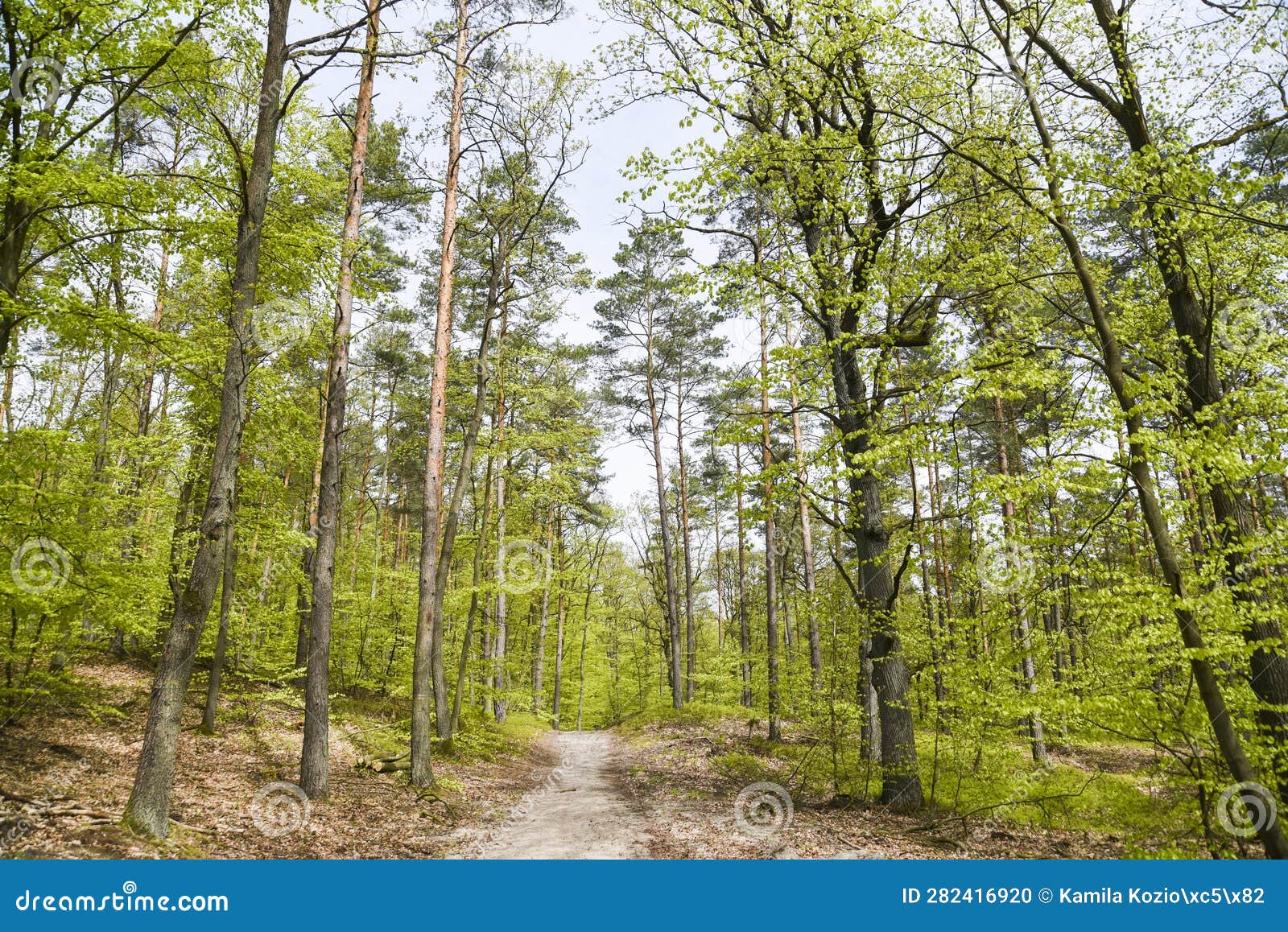 Beautiful Spring Deciduous Forest, Deciduous Forest Texture Stock Photo ...