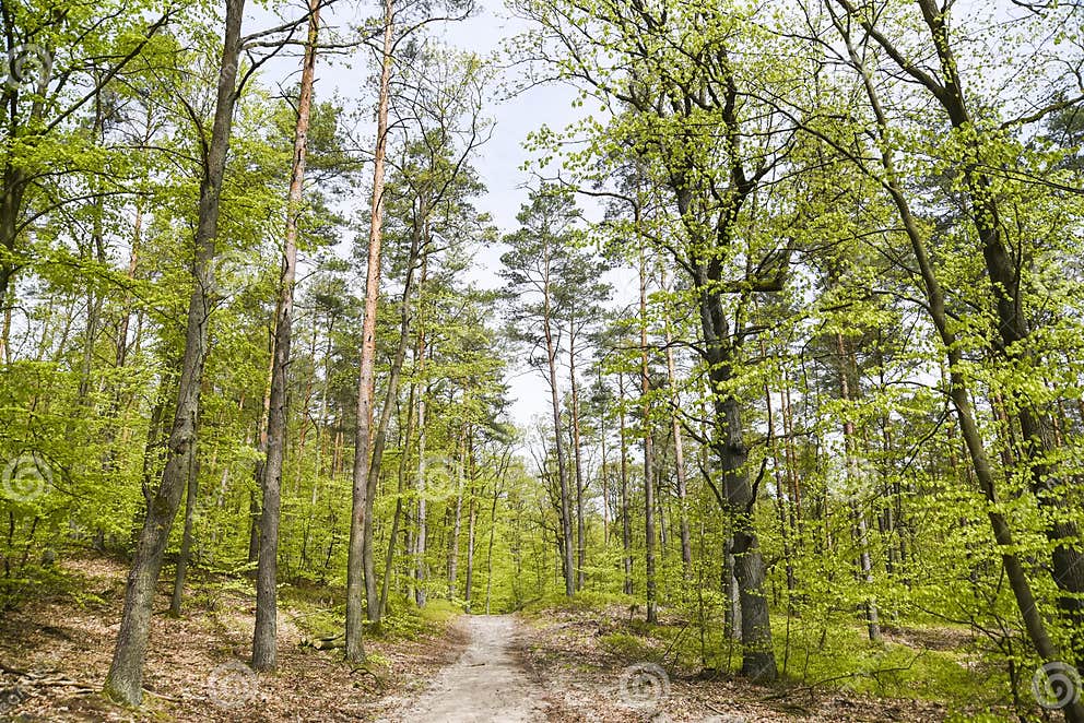Beautiful Spring Deciduous Forest, Deciduous Forest Texture Stock Photo ...