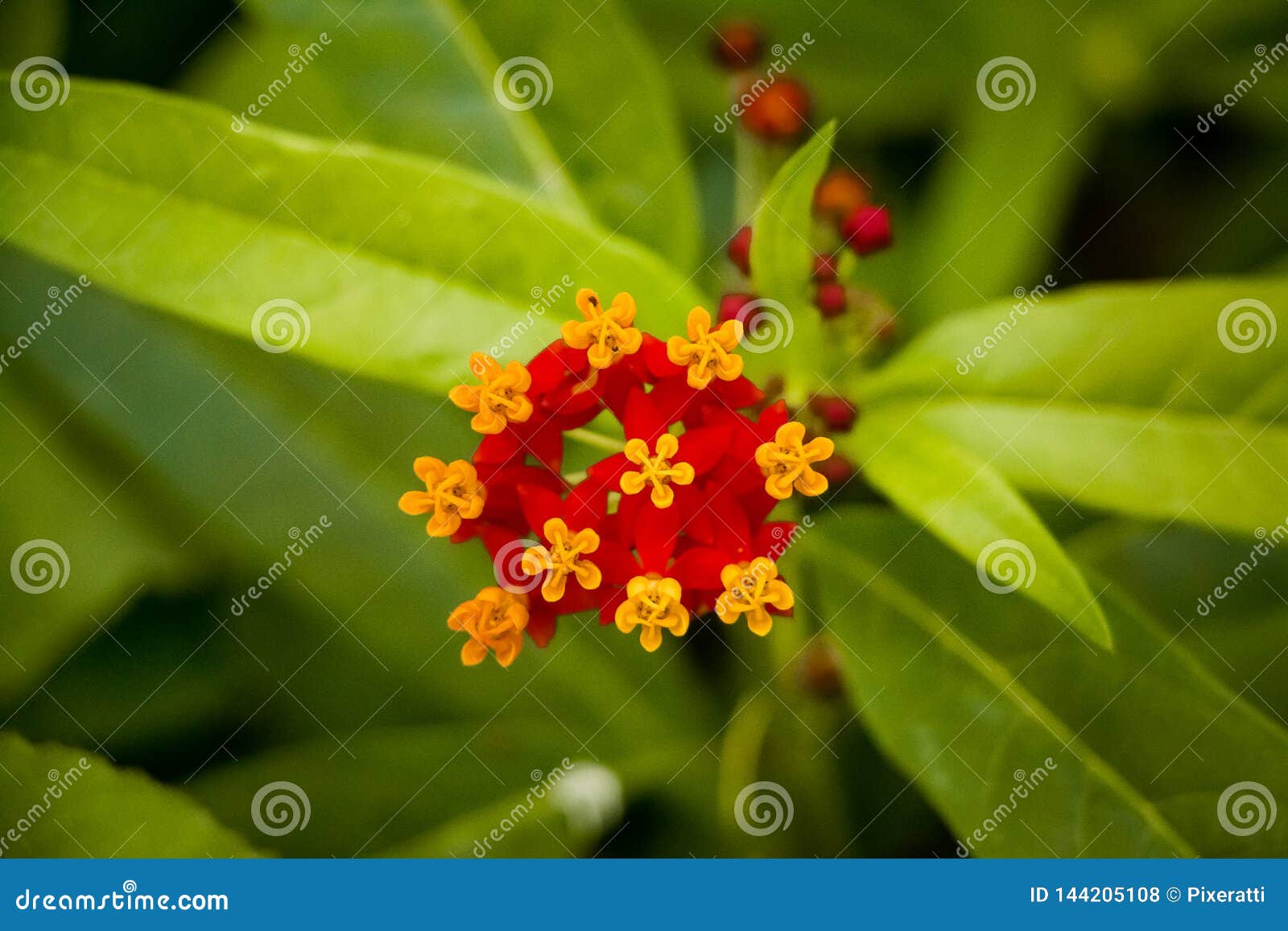 Beautiful Spring Elements in Nature Background Stock Photo - Image of ...