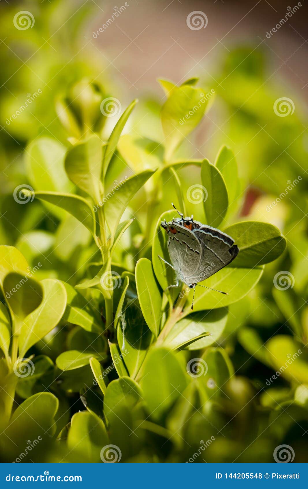 Beautiful Spring Elements in Nature Background Stock Photo - Image of ...