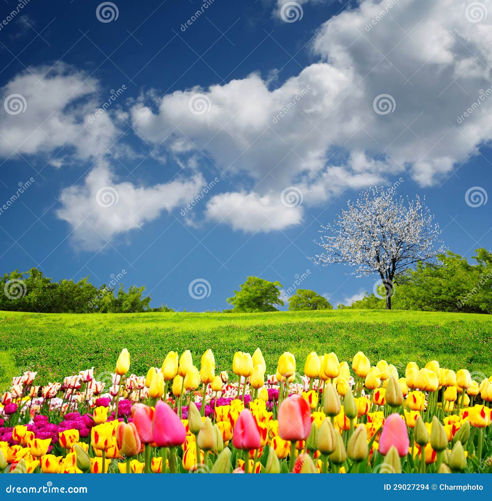 Beautiful spring field stock photo. Image of pure, rise - 29027294
