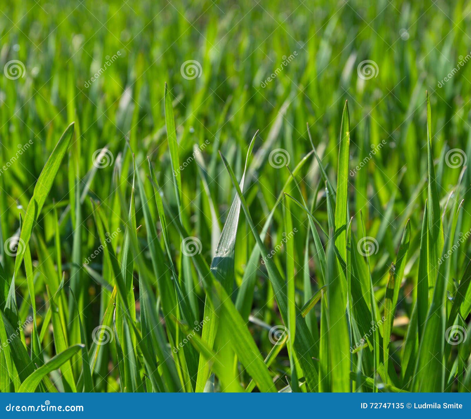 Beautiful spring field. stock image. Image of farmland - 72747135
