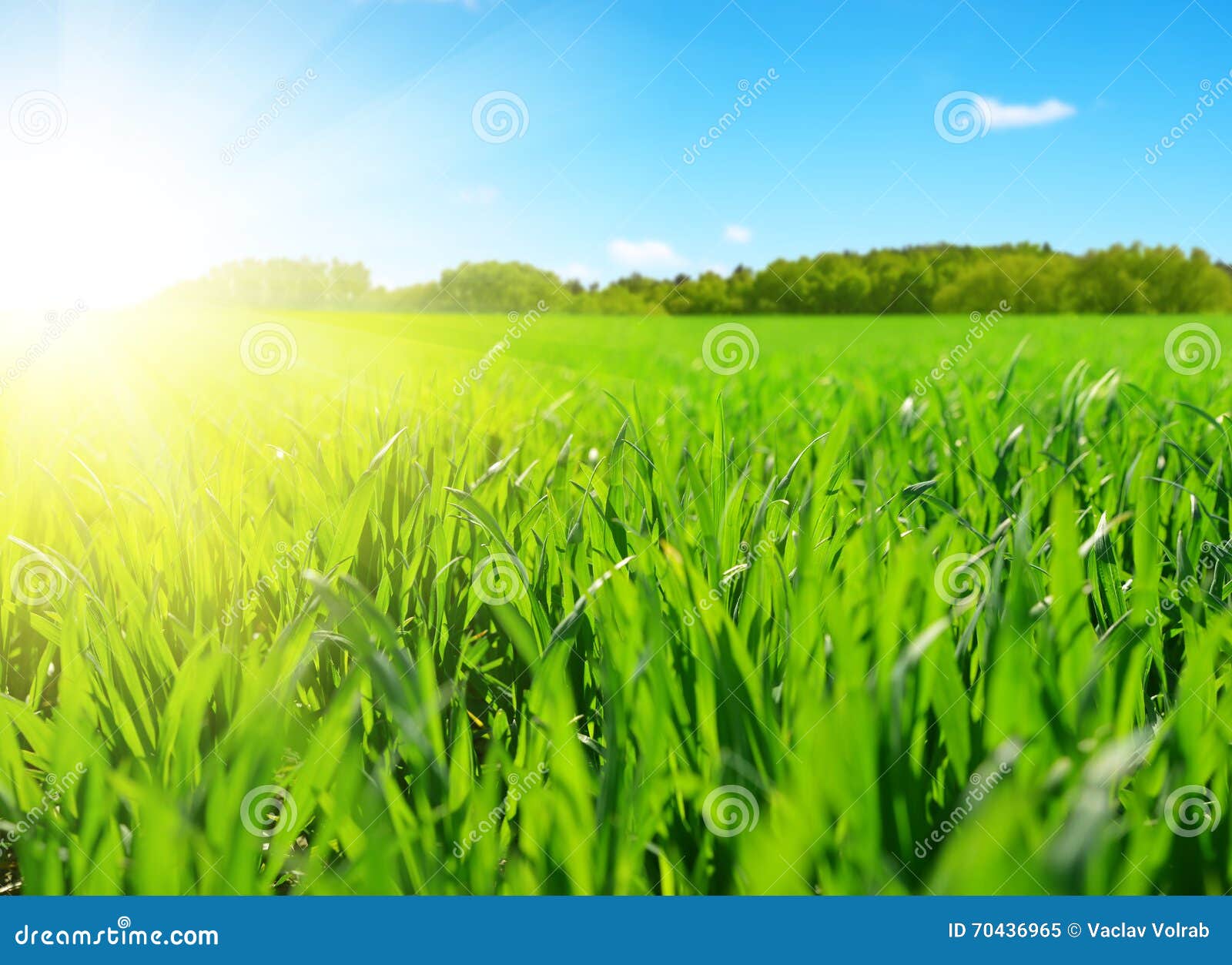 Beautiful Spring Field with Green Grass Stock Image - Image of bright ...
