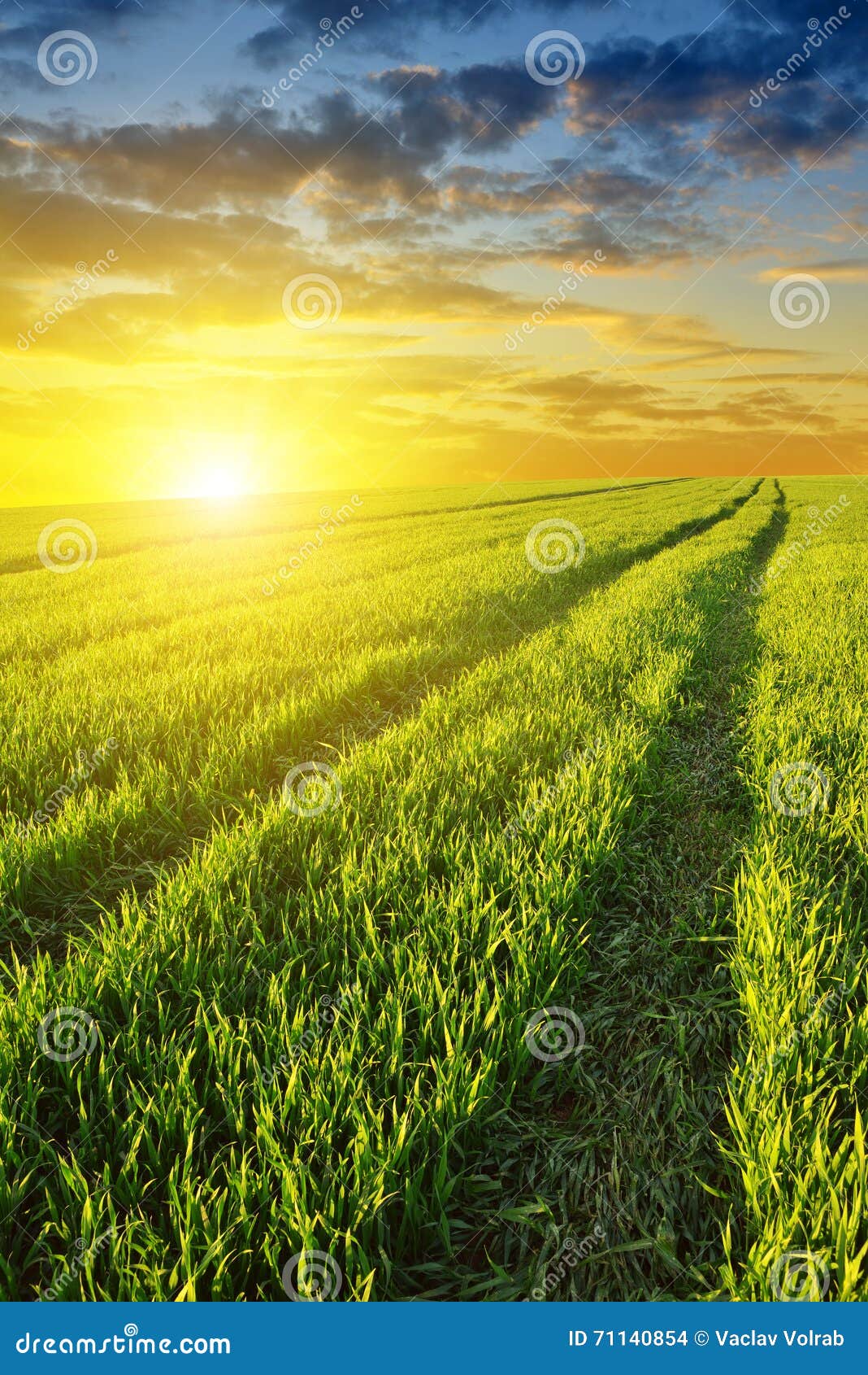 Beautiful Spring Field with Green Grass Stock Photo - Image of grassy ...
