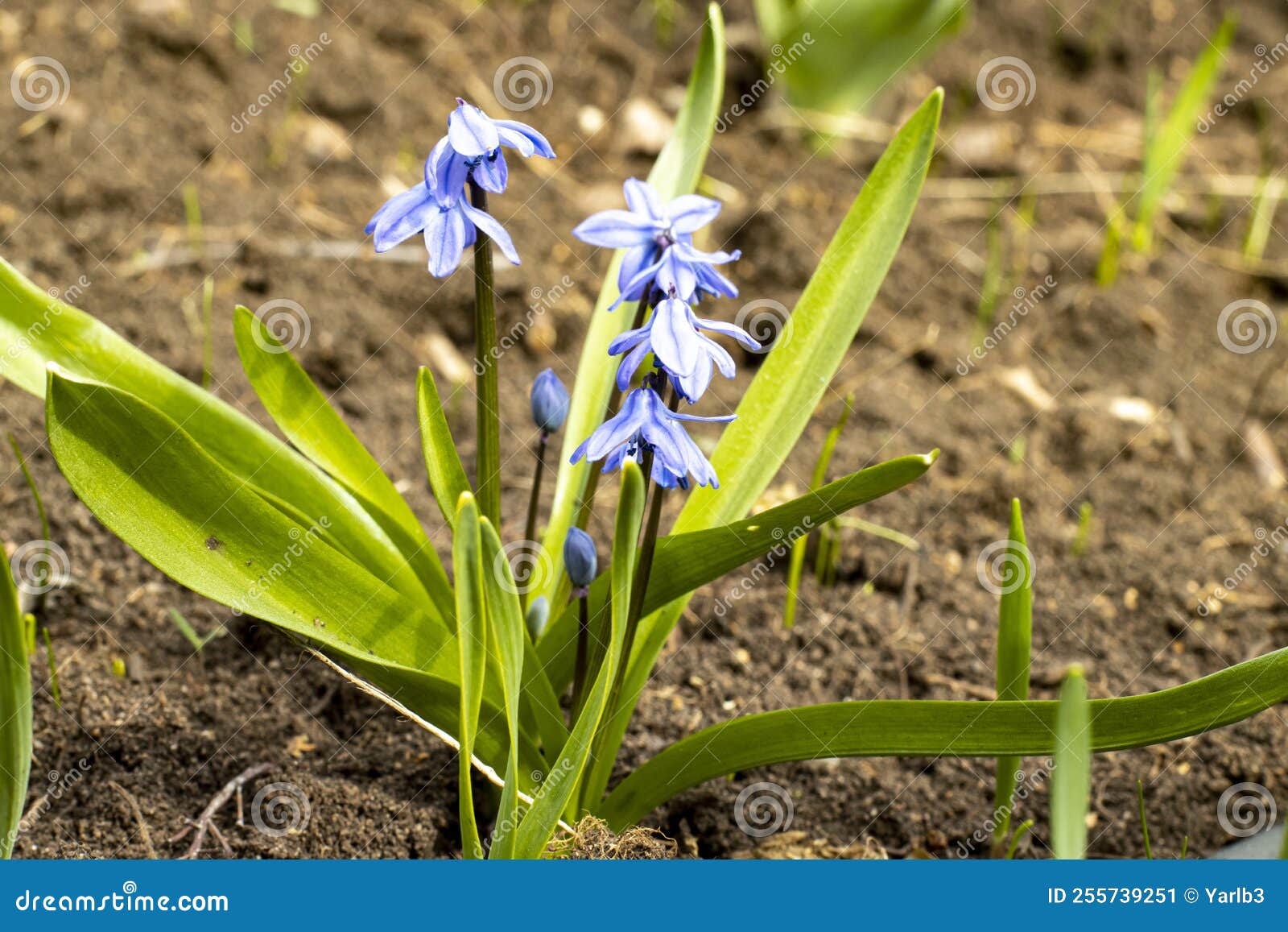 Beautiful Spring Flower with Bright Blue Flowers Stock Image - Image of ...