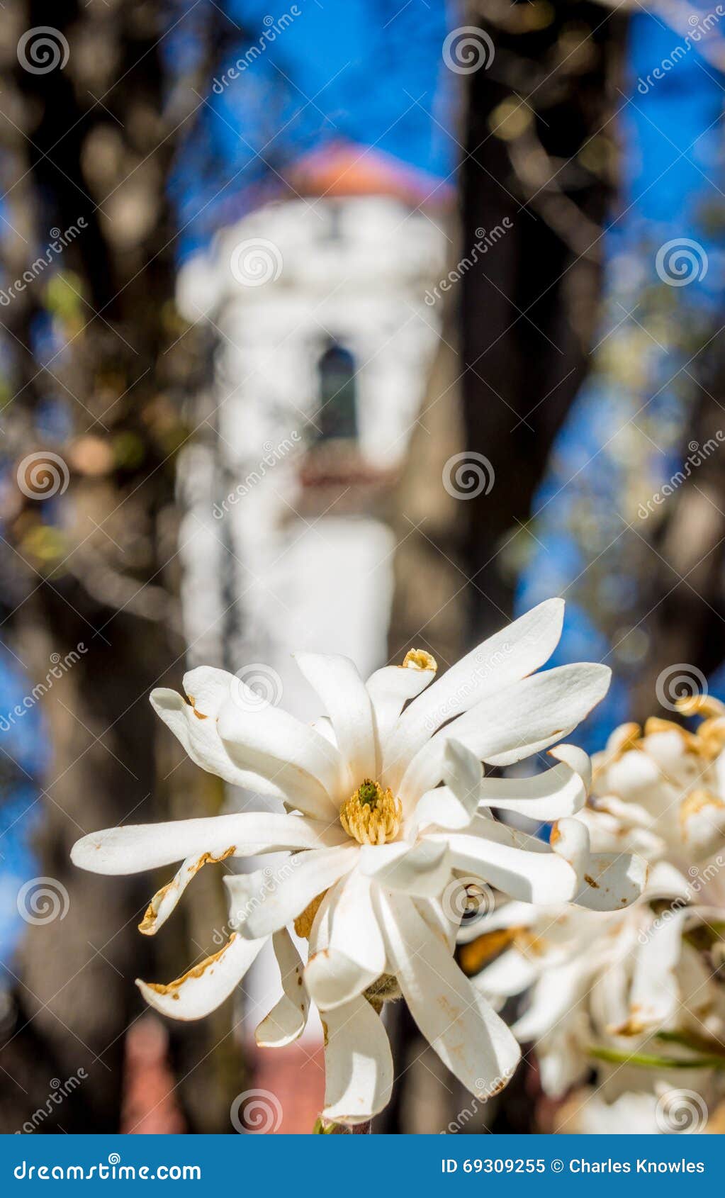 Beautiful Spring Flower with Clock Tower Stock Image - Image of flowers ...