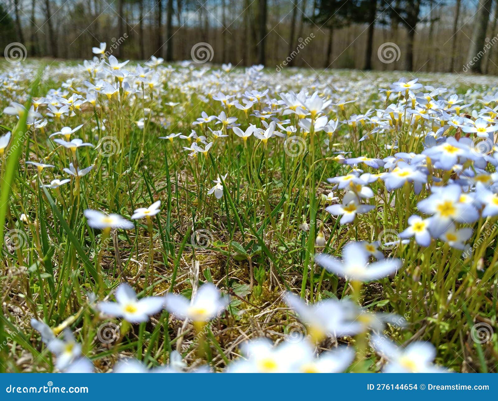 Beautiful Spring Flower Fields Stock Photo - Image of flower, spring ...