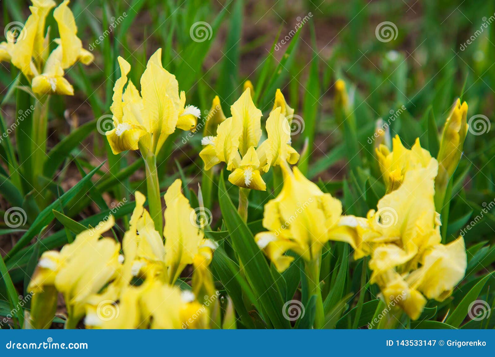 Beautiful Spring Flower, Irises Stock Image - Image of violet, blossom ...