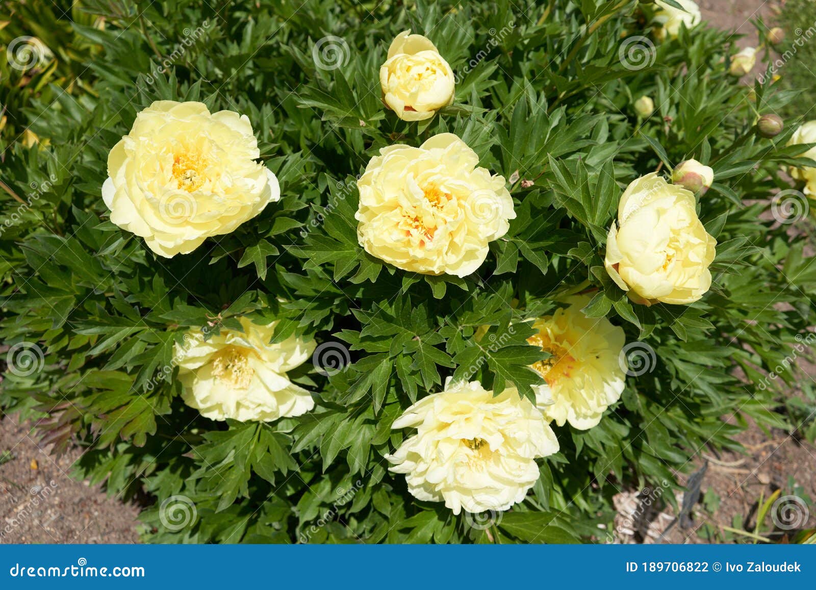Beautiful Spring Flower - Peony Stock Photo - Image of north, spring ...