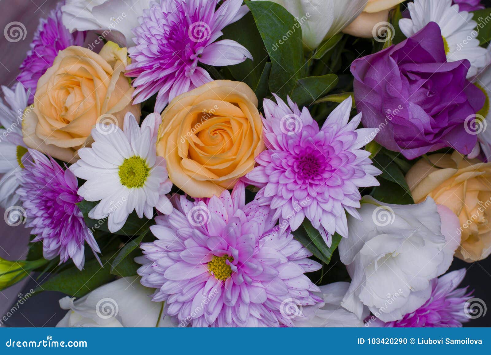 The Beautiful Spring Flower of Purple Color Stock Photo - Image of ...