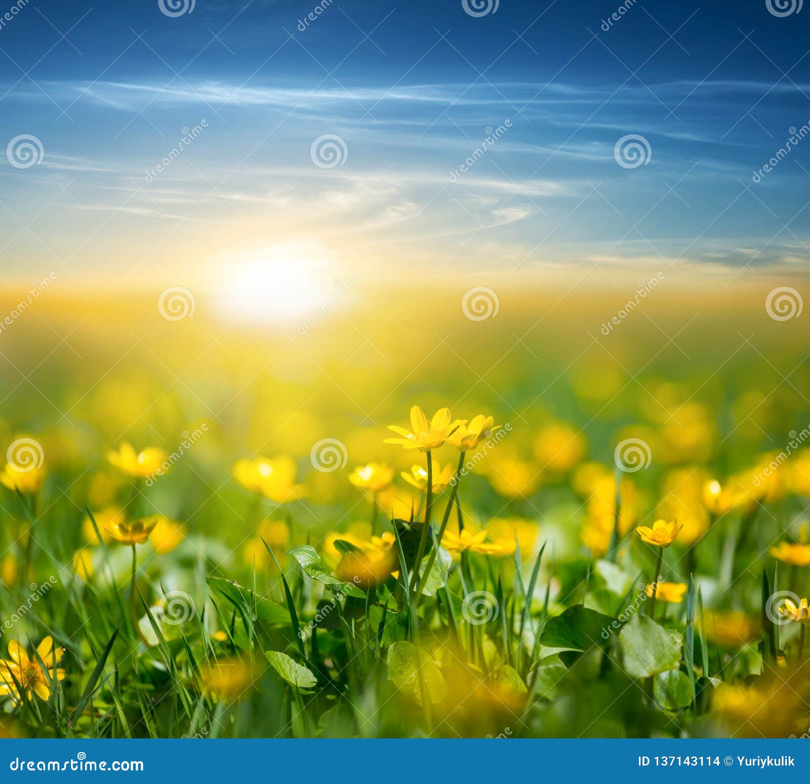 Beautiful Spring Flowered Prairie at the Sunset Stock Photo - Image of ...
