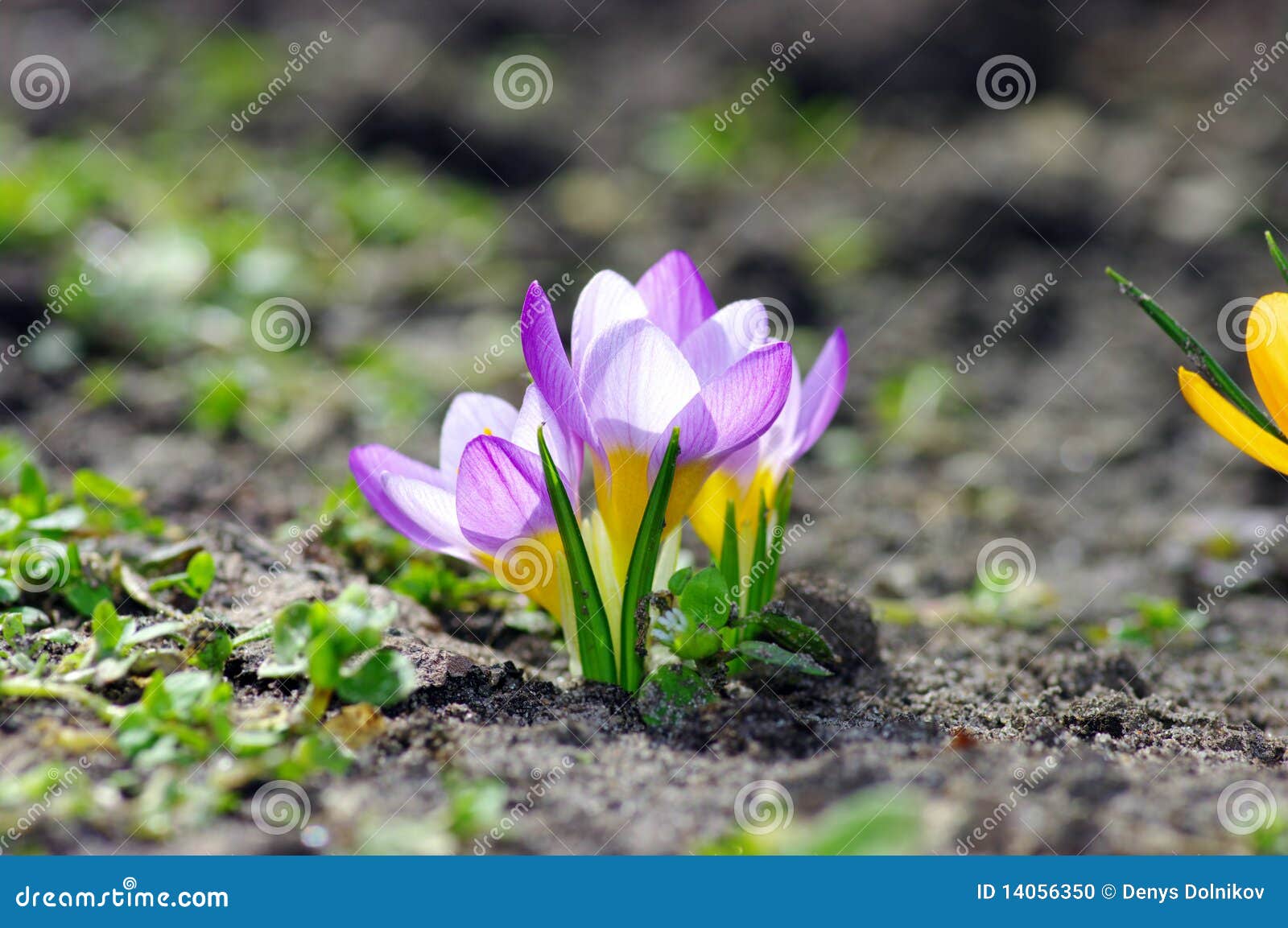 Beautiful Spring Flowers stock photo. Image of bloom - 14056350