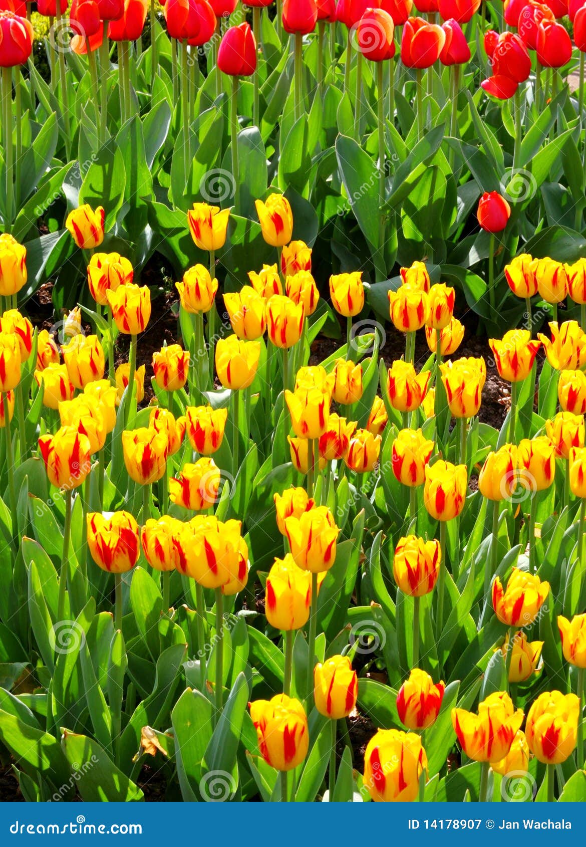 Beautiful spring flowers stock image. Image of colorful - 14178907
