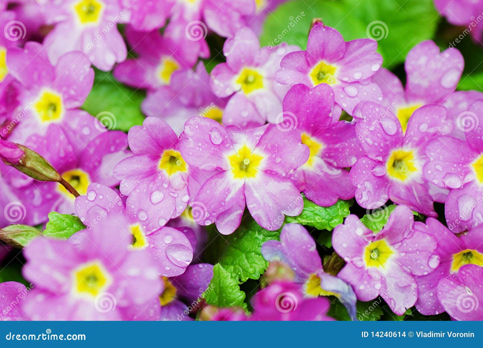 Beautiful spring flowers stock photo. Image of flower - 14240614