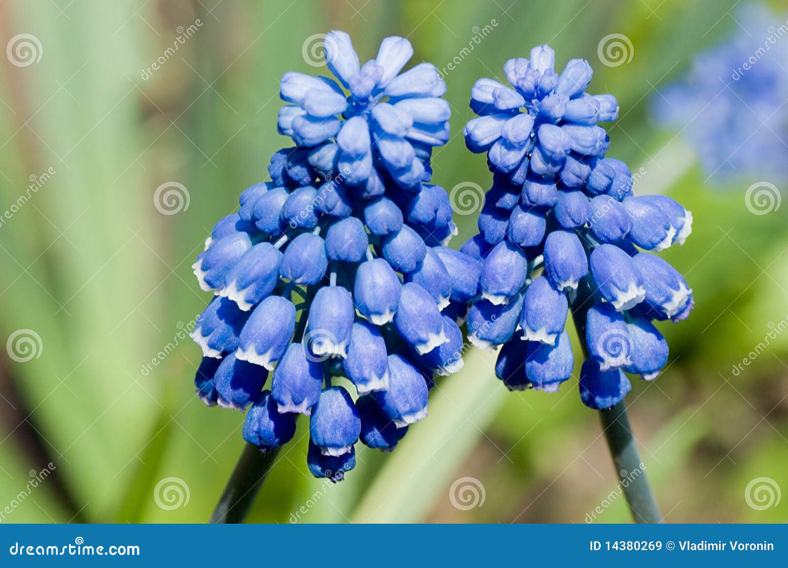Beautiful spring flowers stock image. Image of bloom - 14380269