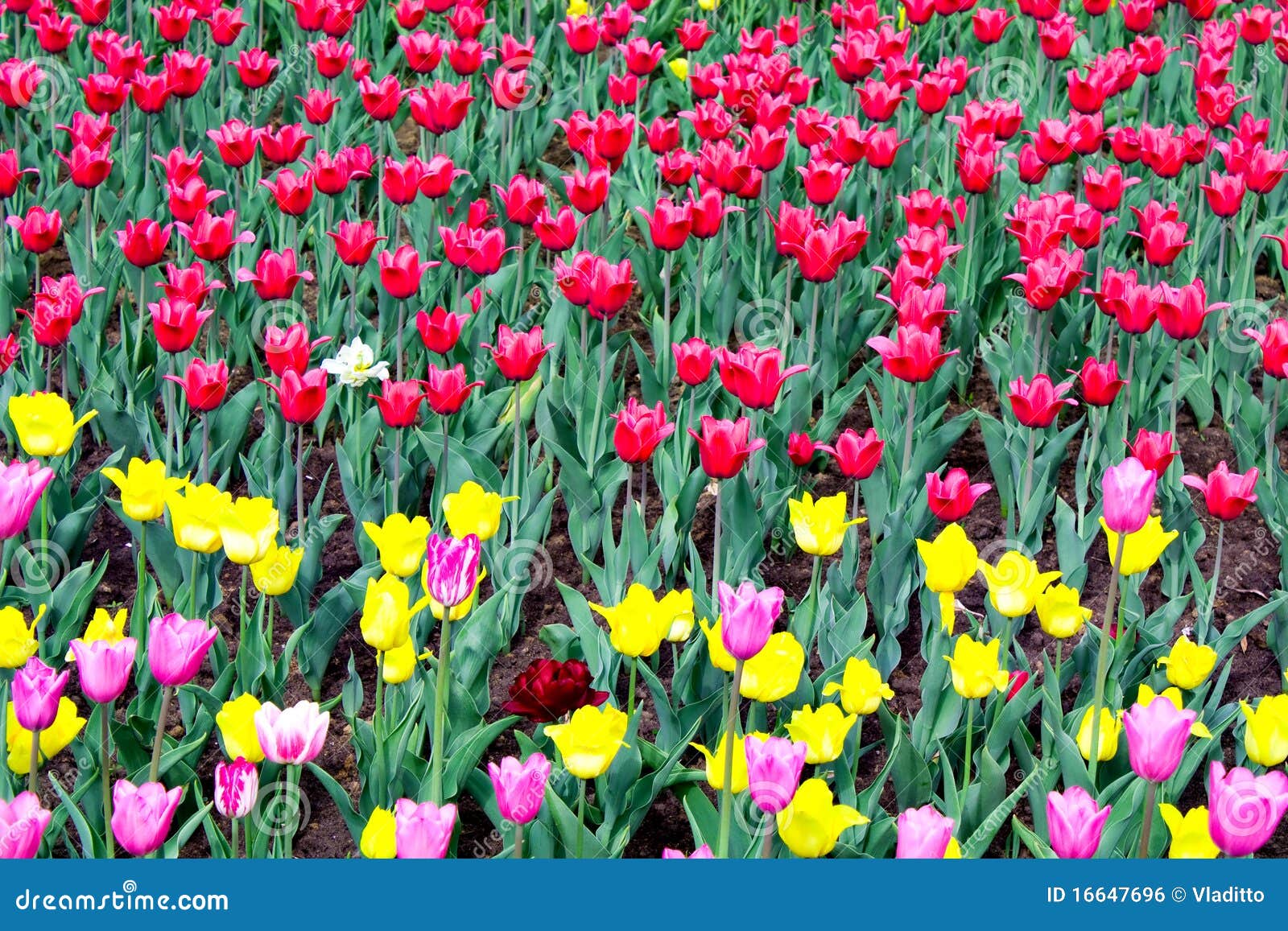 Beautiful spring flowers stock photo. Image of lawn, botanical - 16647696