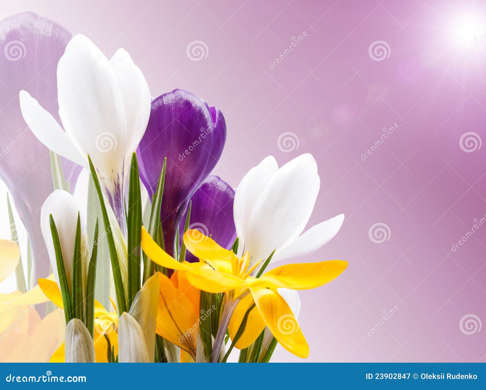 Beautiful spring flowers stock image. Image of freshness - 23902847