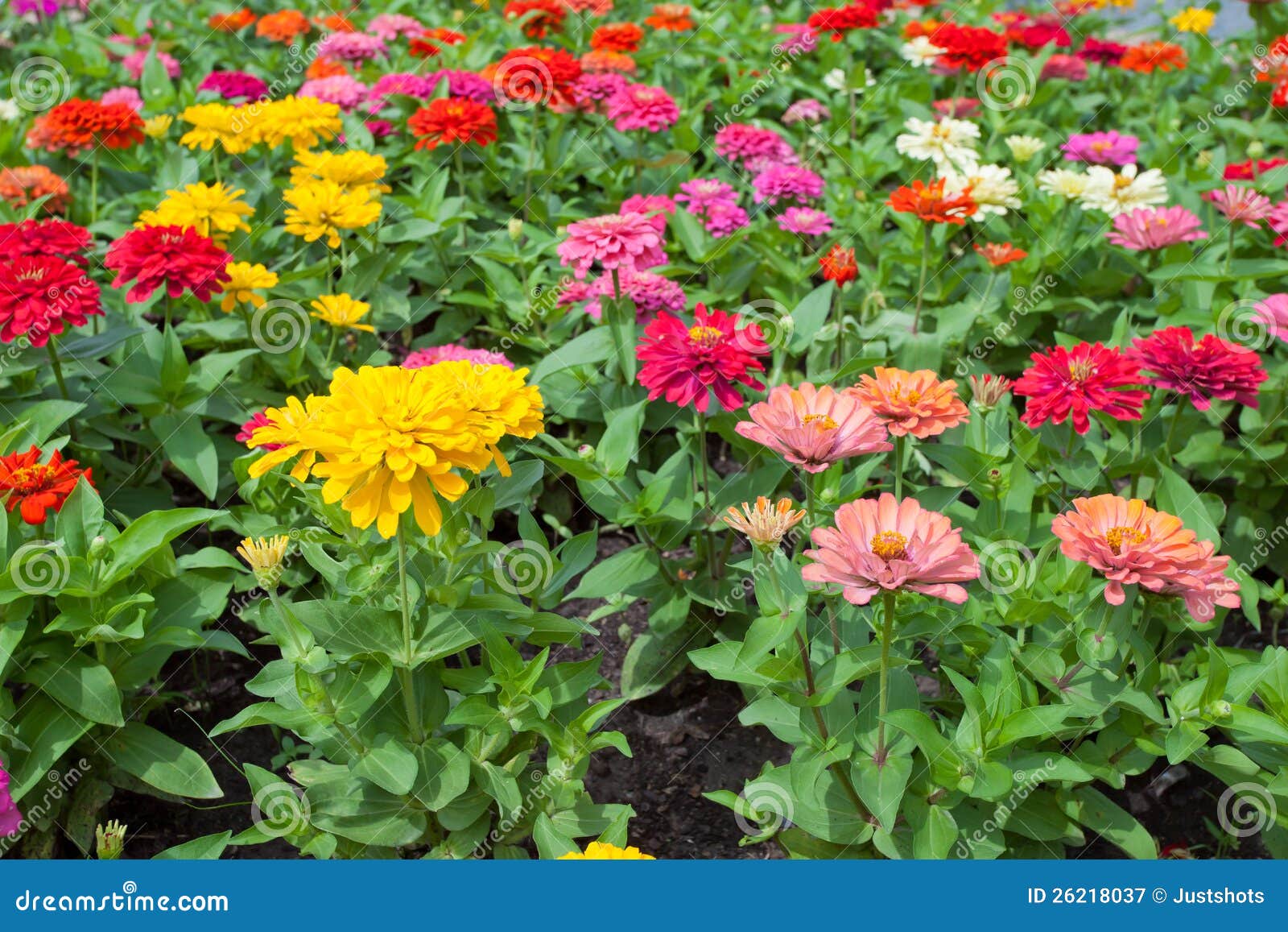 Beautiful spring flowers stock image. Image of nature - 26218037