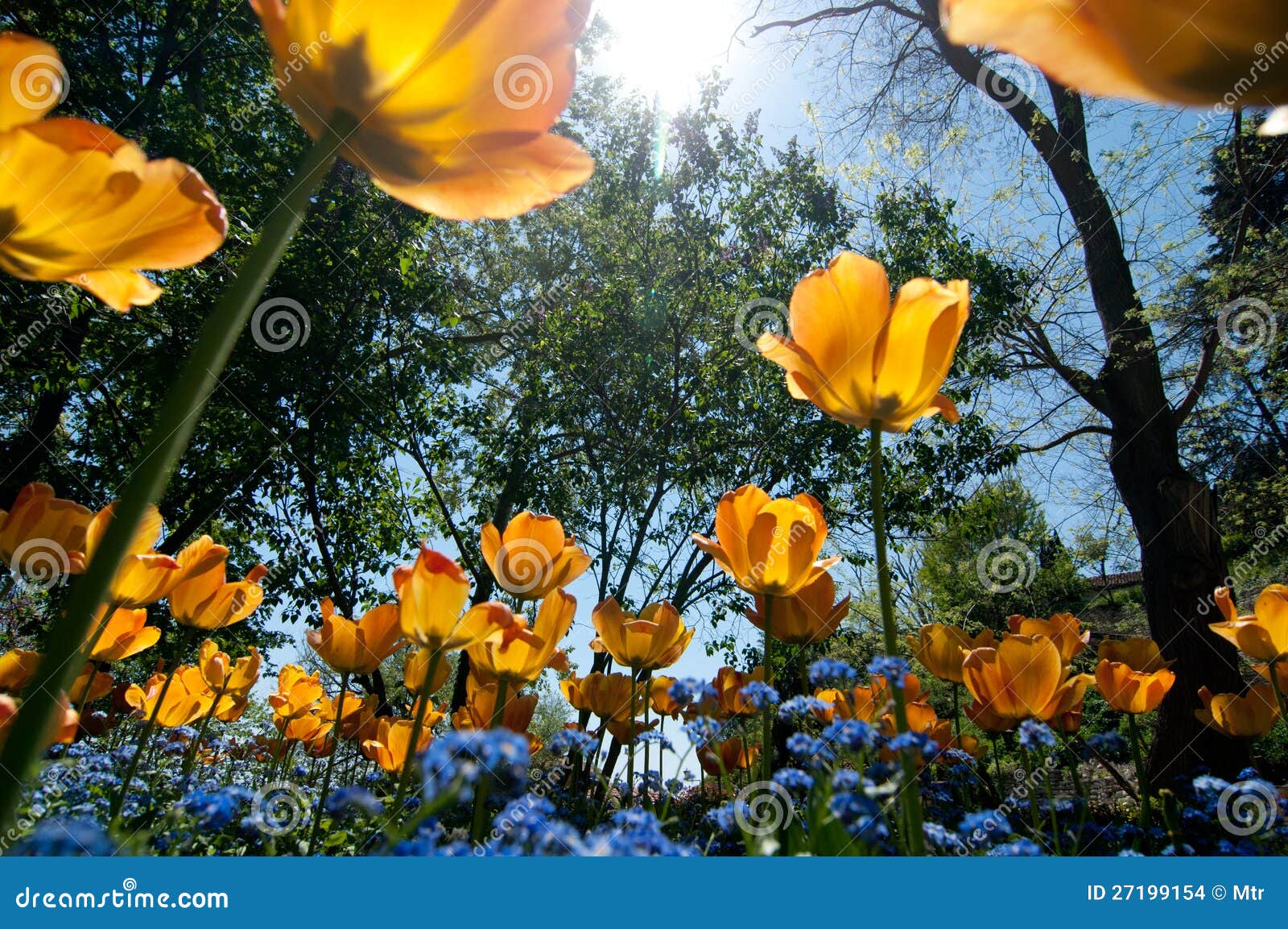Beautiful spring flowers stock photo. Image of blossom - 27199154
