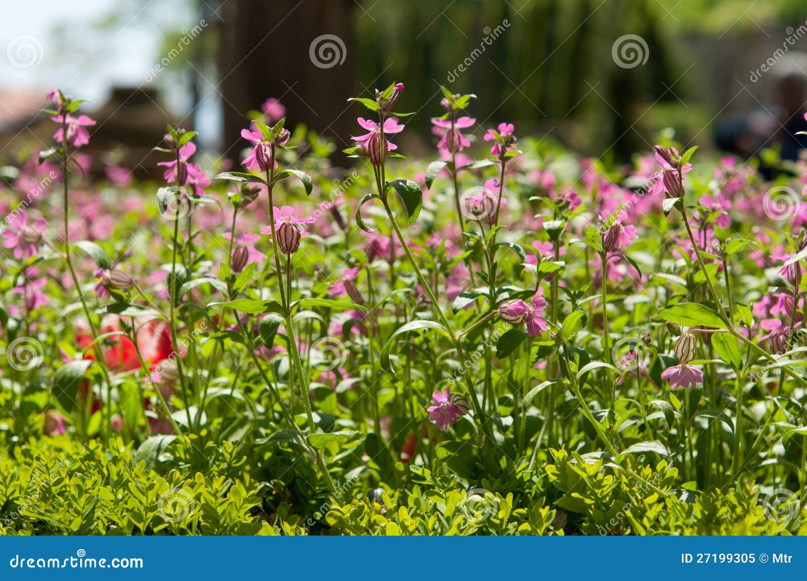 Beautiful spring flowers stock image. Image of meadow - 27199305