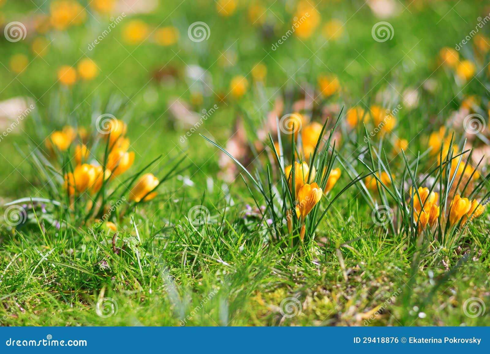 Beautiful spring flowers stock photo. Image of natural - 29418876