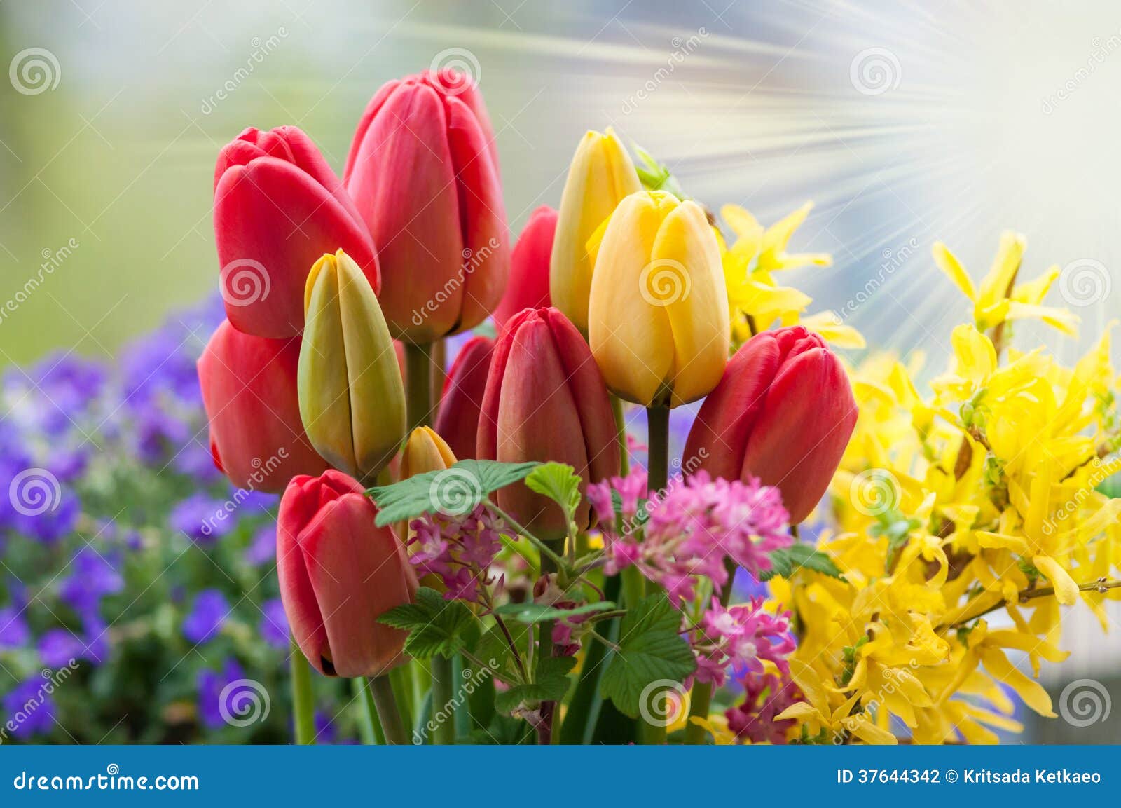 Beautiful Spring Flowers Background Stock Photo - Image of light ...