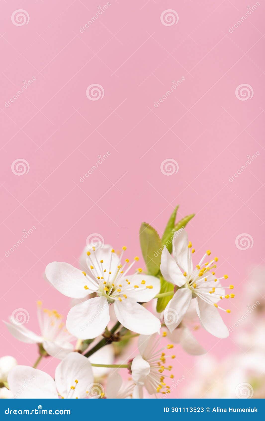 Beautiful Spring Flowers Bloom on Pink Background. Stock Image - Image ...