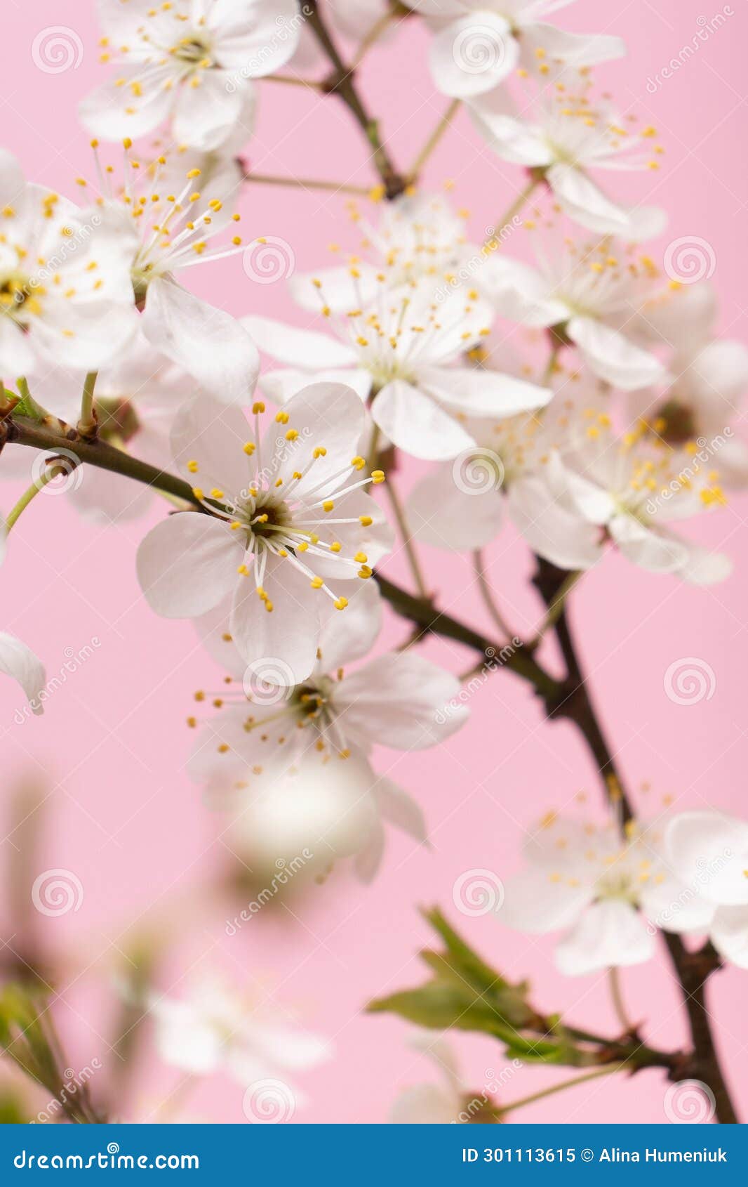 Beautiful Spring Flowers Bloom on Pink Background. Stock Image - Image ...