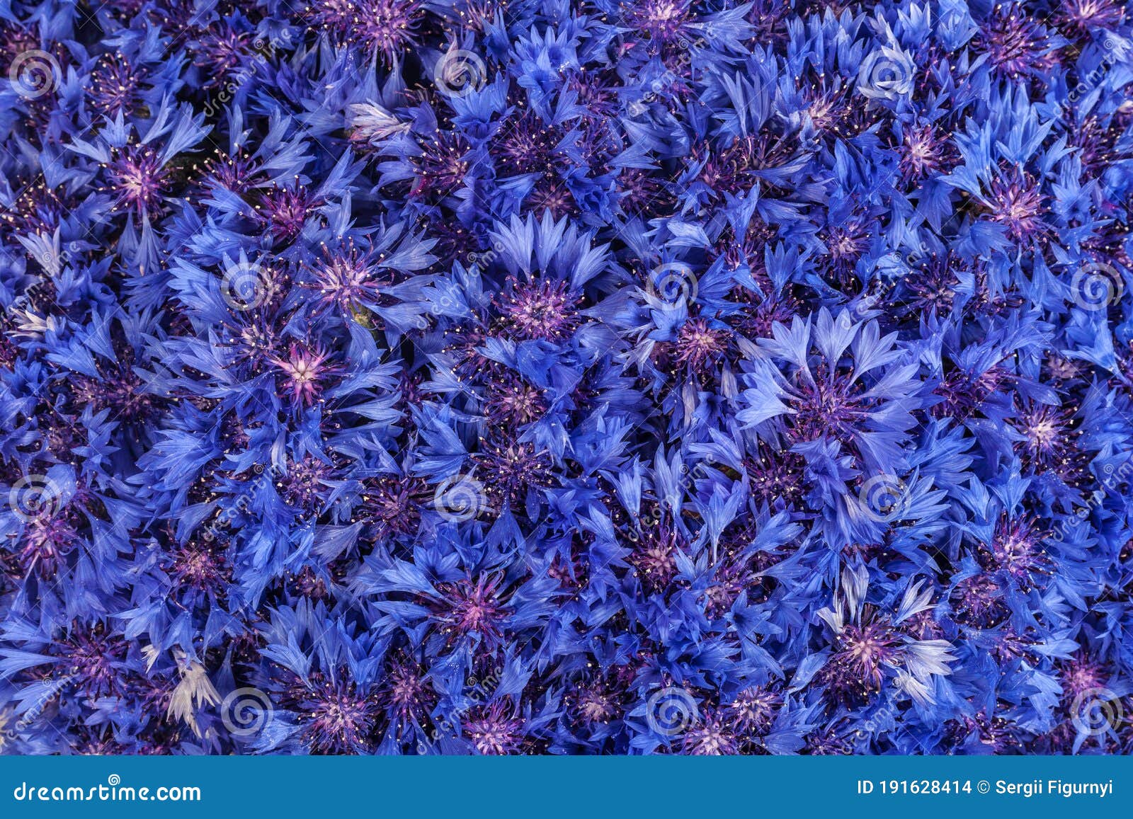 Beautiful Spring Flowers Blue Cornflower Stock Photo - Image of ...