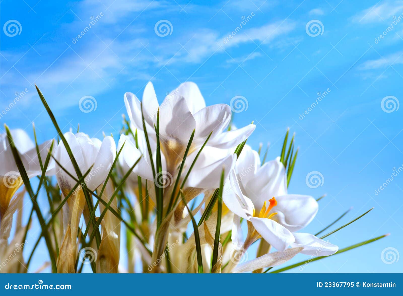 Beautiful Spring Flowers on Blue Sky Background Stock Image - Image of ...