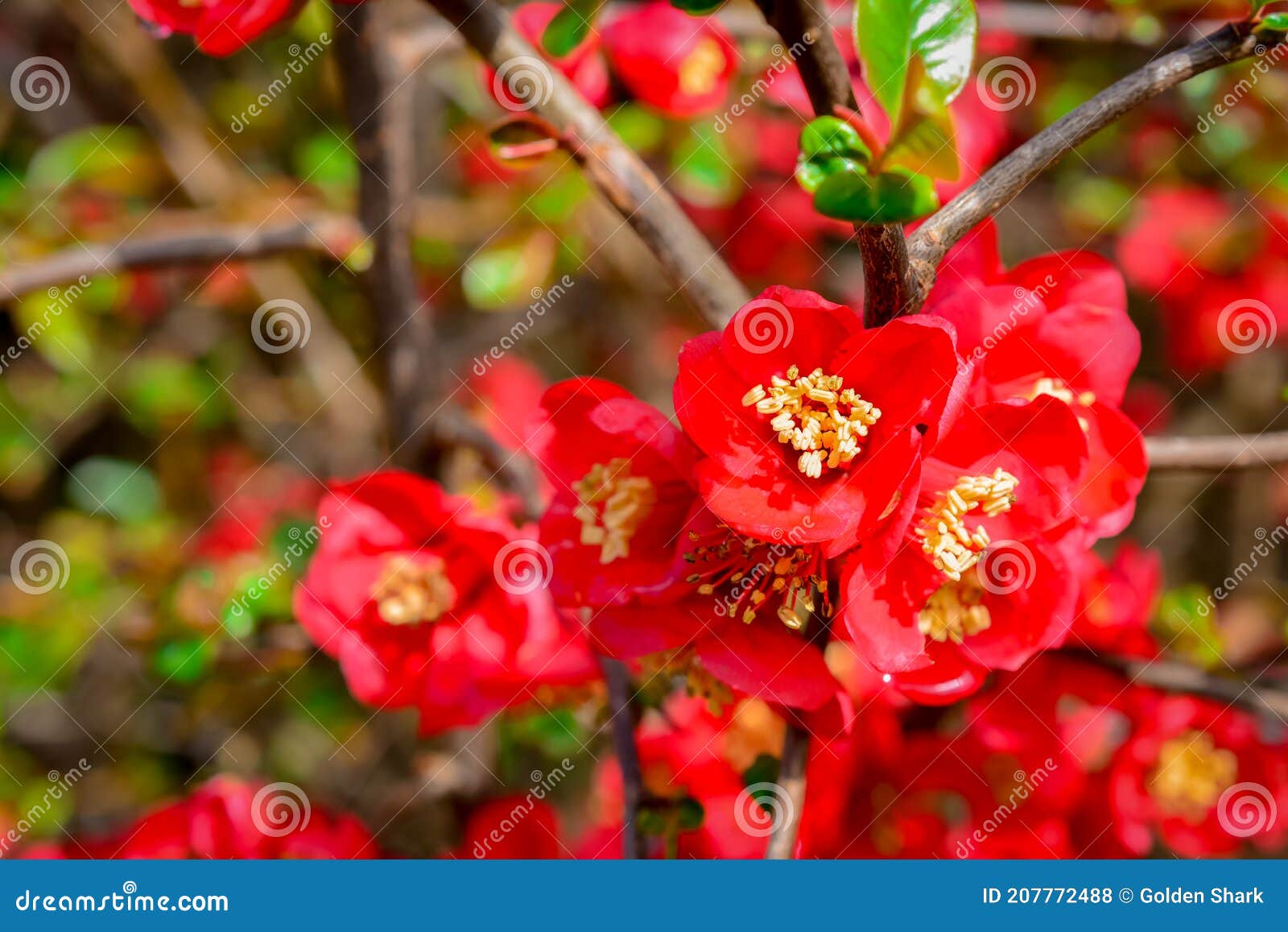 Beautiful Spring Flowers on Branch Stock Photo - Image of garden ...