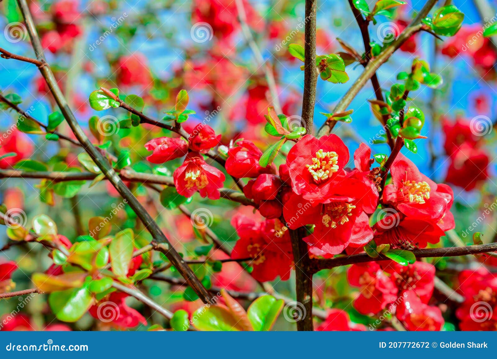 Beautiful Spring Flowers on Branch Stock Photo - Image of beauty, green ...