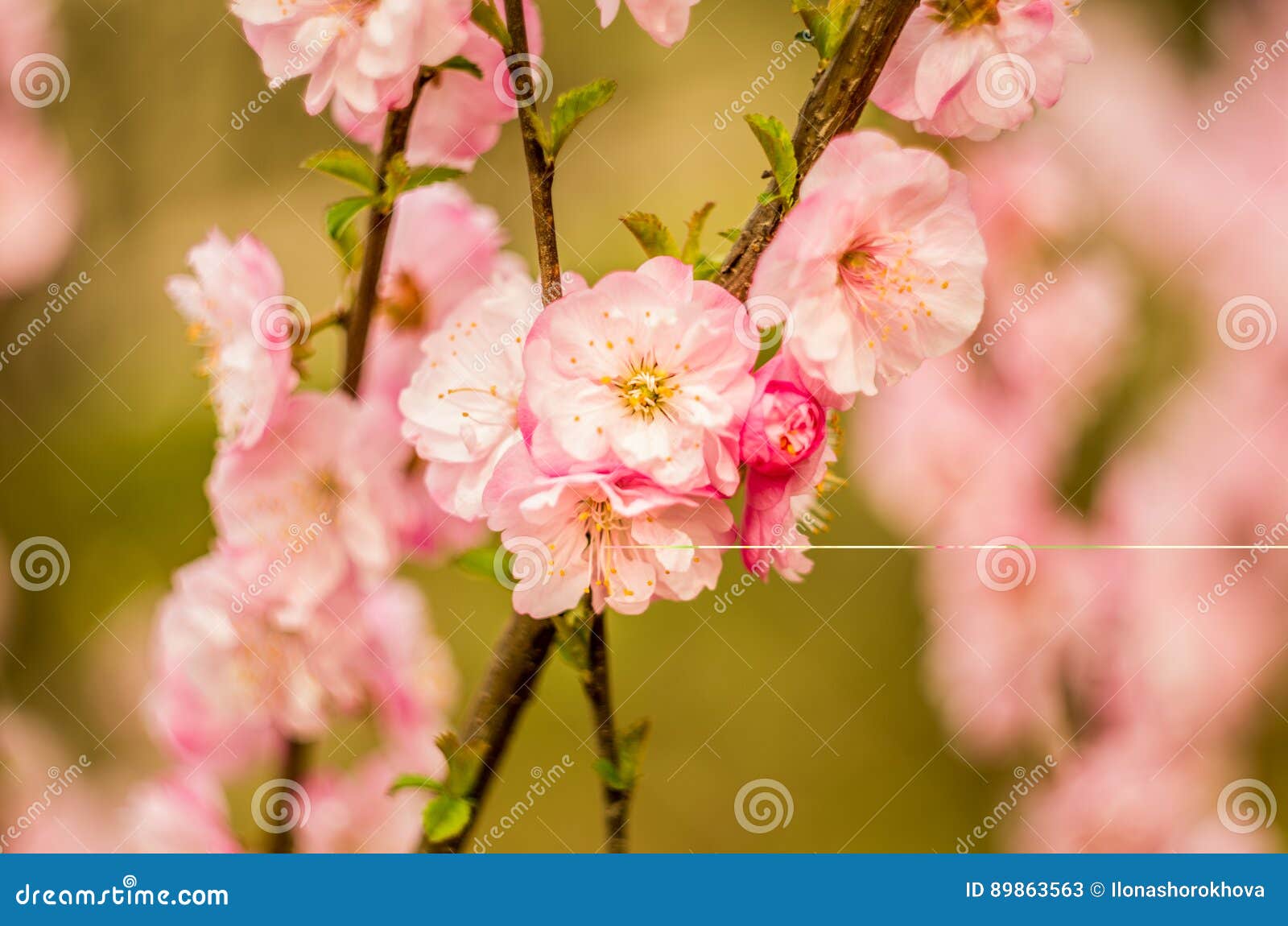 Beautiful Spring Flowers on a Branch Stock Image - Image of smell ...