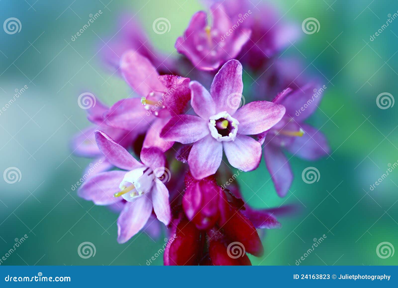 Beautiful Spring Flowers Close Up Stock Image - Image of floral, season ...