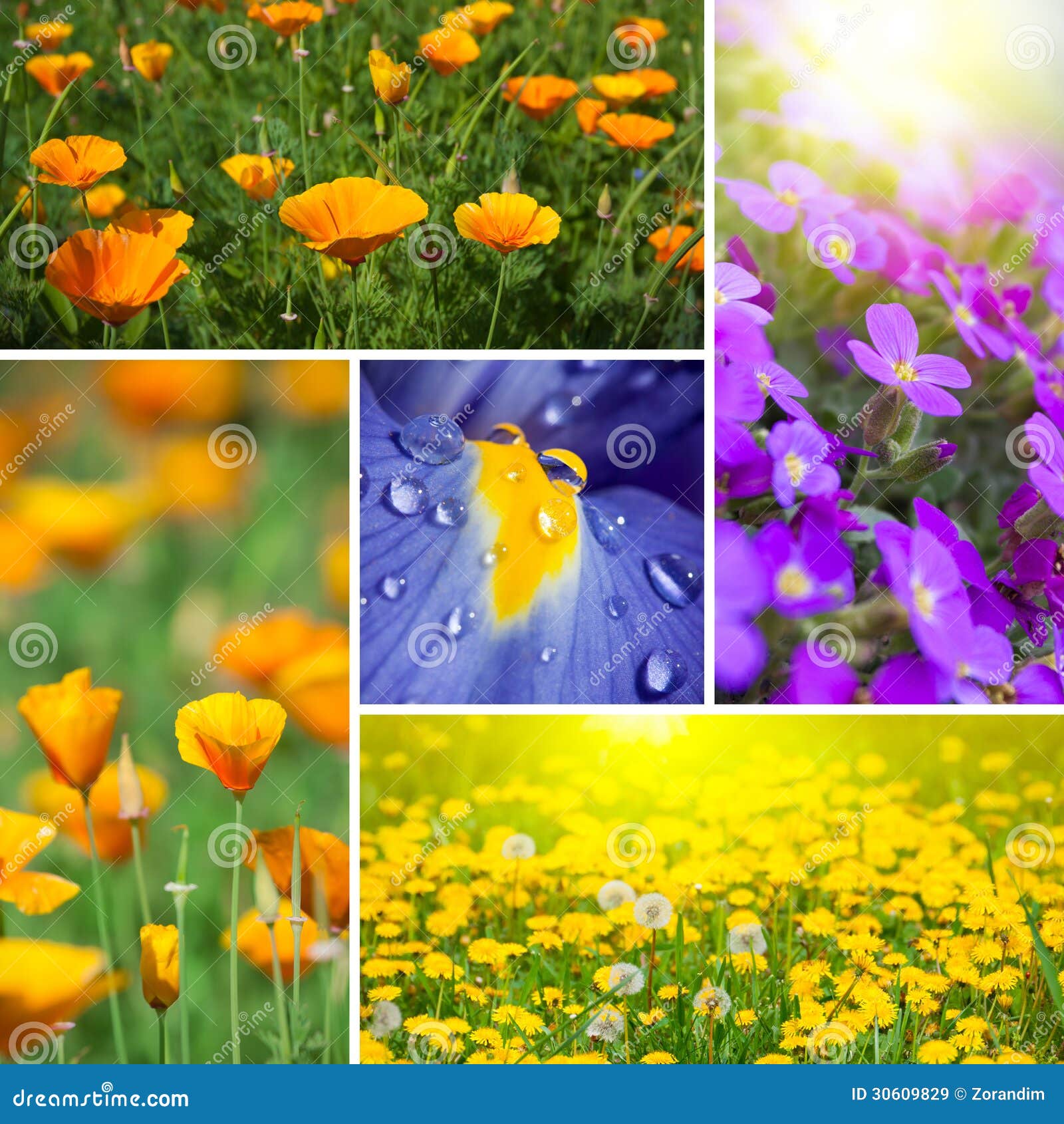 Beautiful Spring Flowers Collage Stock Image - Image of blur, blossom ...