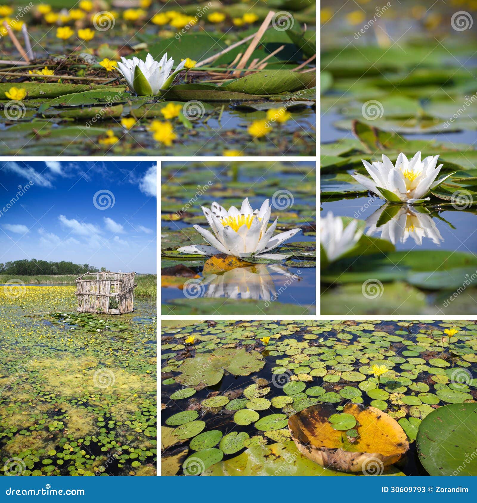 Beautiful Spring Flowers Collage Stock Image - Image of purple, blue ...