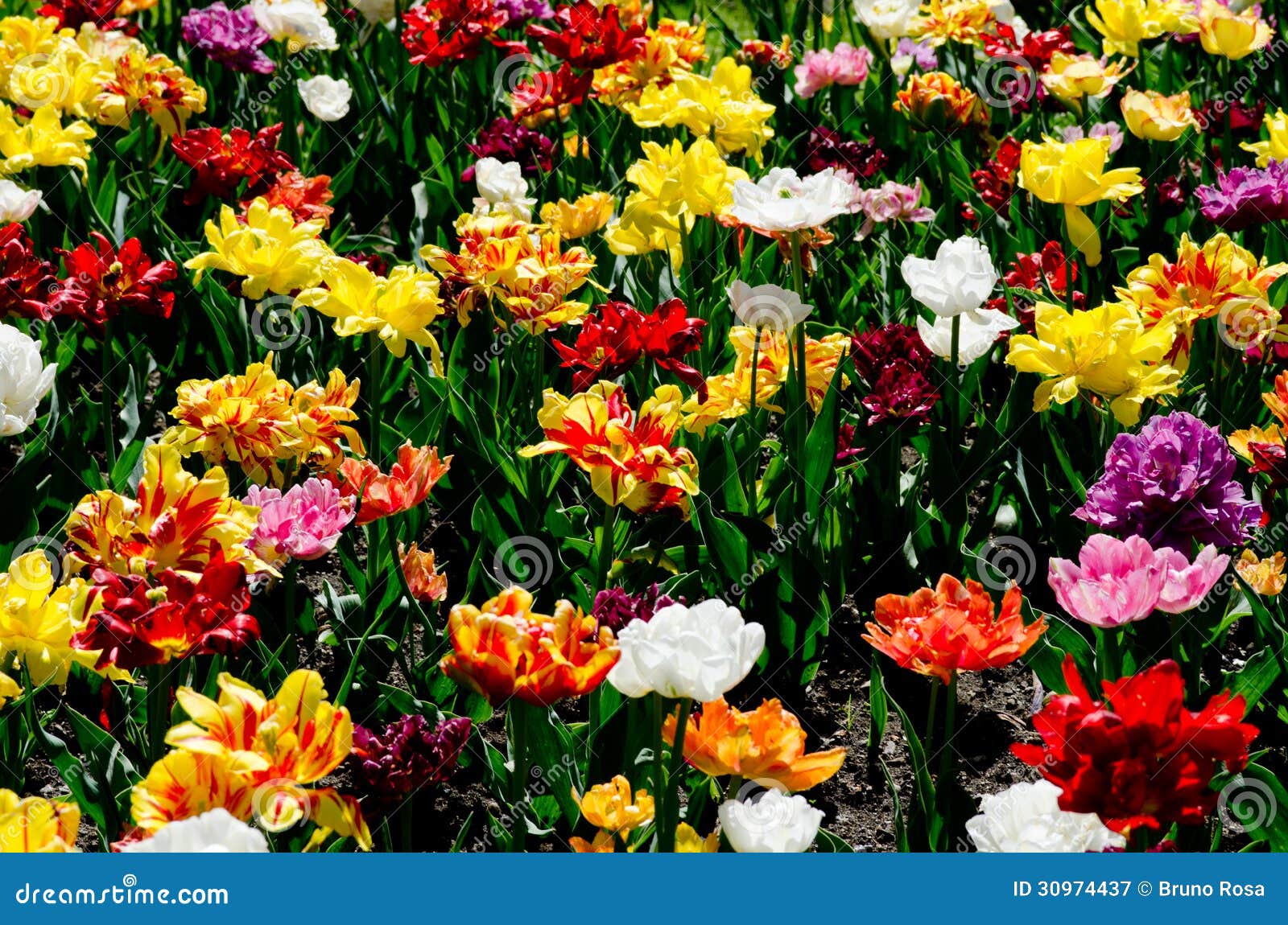 Beautiful spring flowers stock image. Image of floral - 30974437