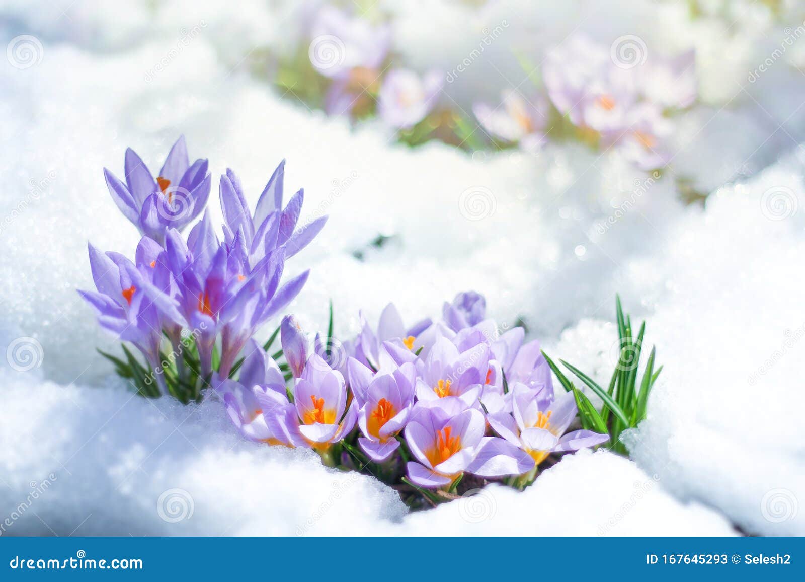 Beautiful Spring Flowers Crocuses Spring Break Out from Under the Snow ...