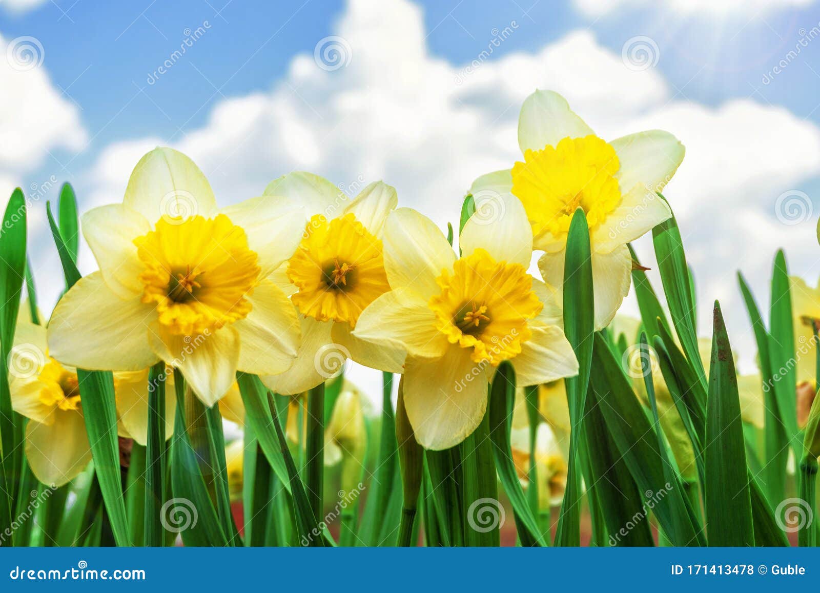 Beautiful Spring Flowers Daffodils on a Background of Blue Sky with ...