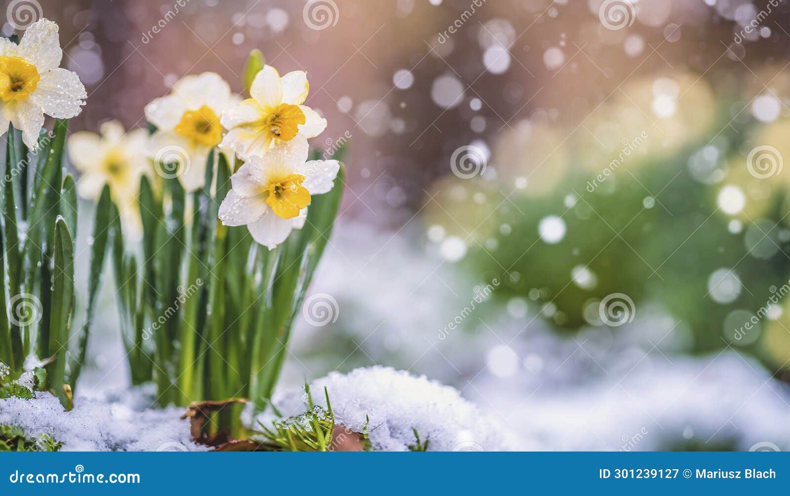 Beautiful Spring Flowers Daffodils in Snow Stock Illustration ...