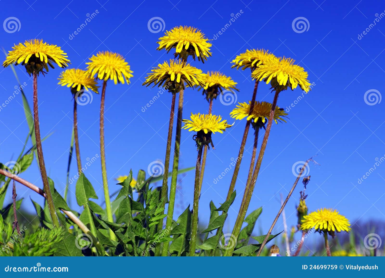 Beautiful Spring Flowers-dandelions Stock Image - Image of closeup ...