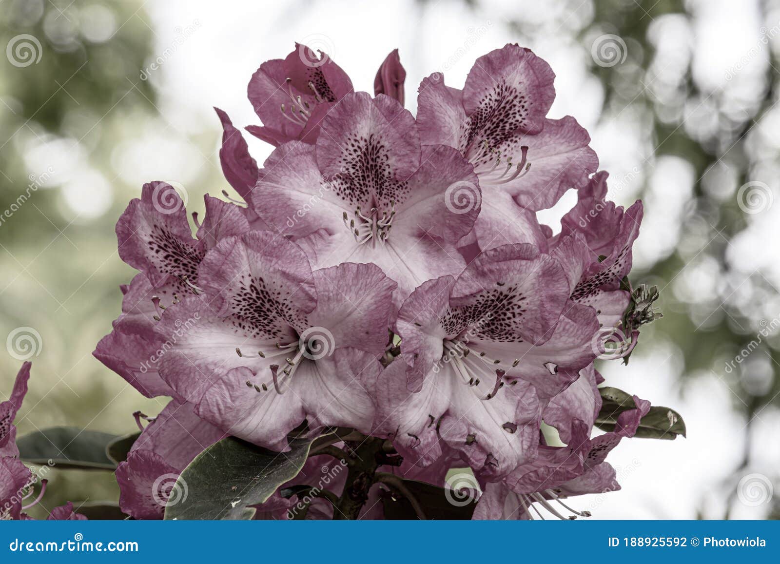 Beautiful Spring Flowers in an English Park Stock Photo - Image of ...