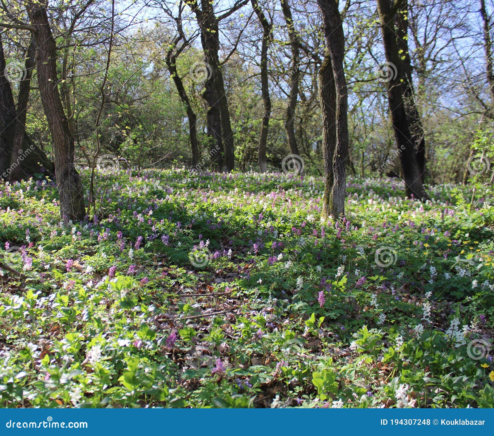Beautiful forest at spring stock photo. Image of plants - 194307248