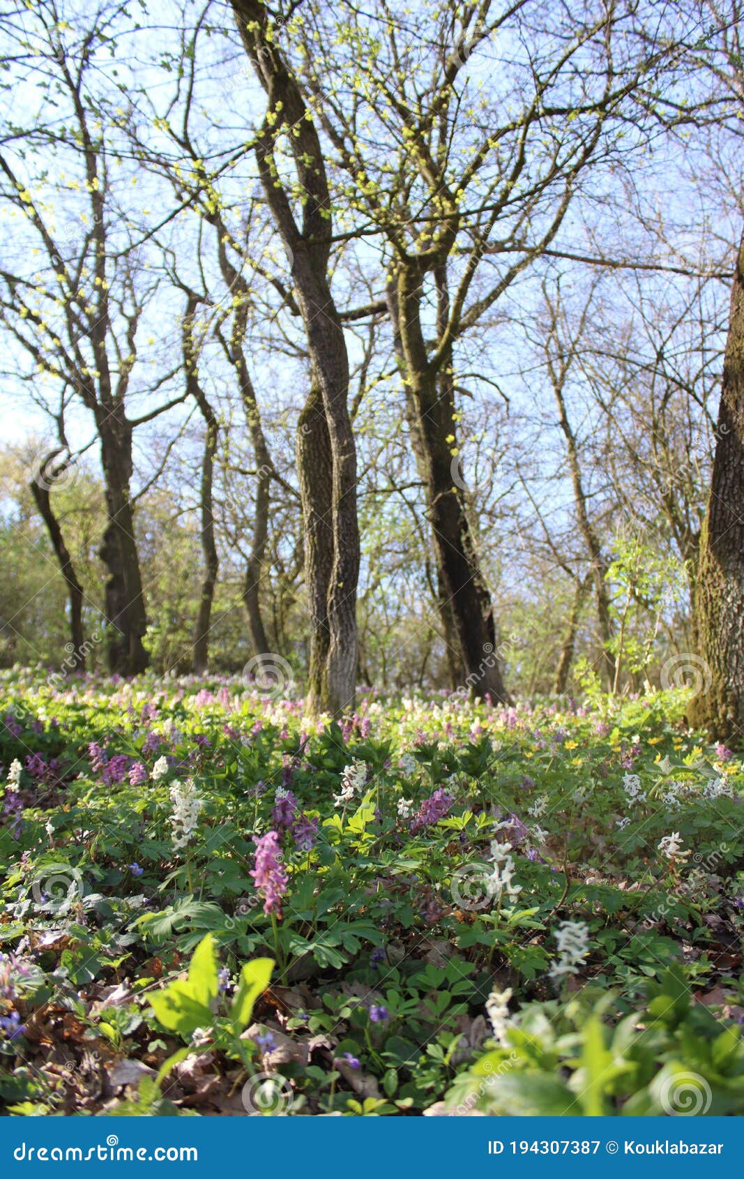 Beautiful forest at spring stock image. Image of plants - 194307387