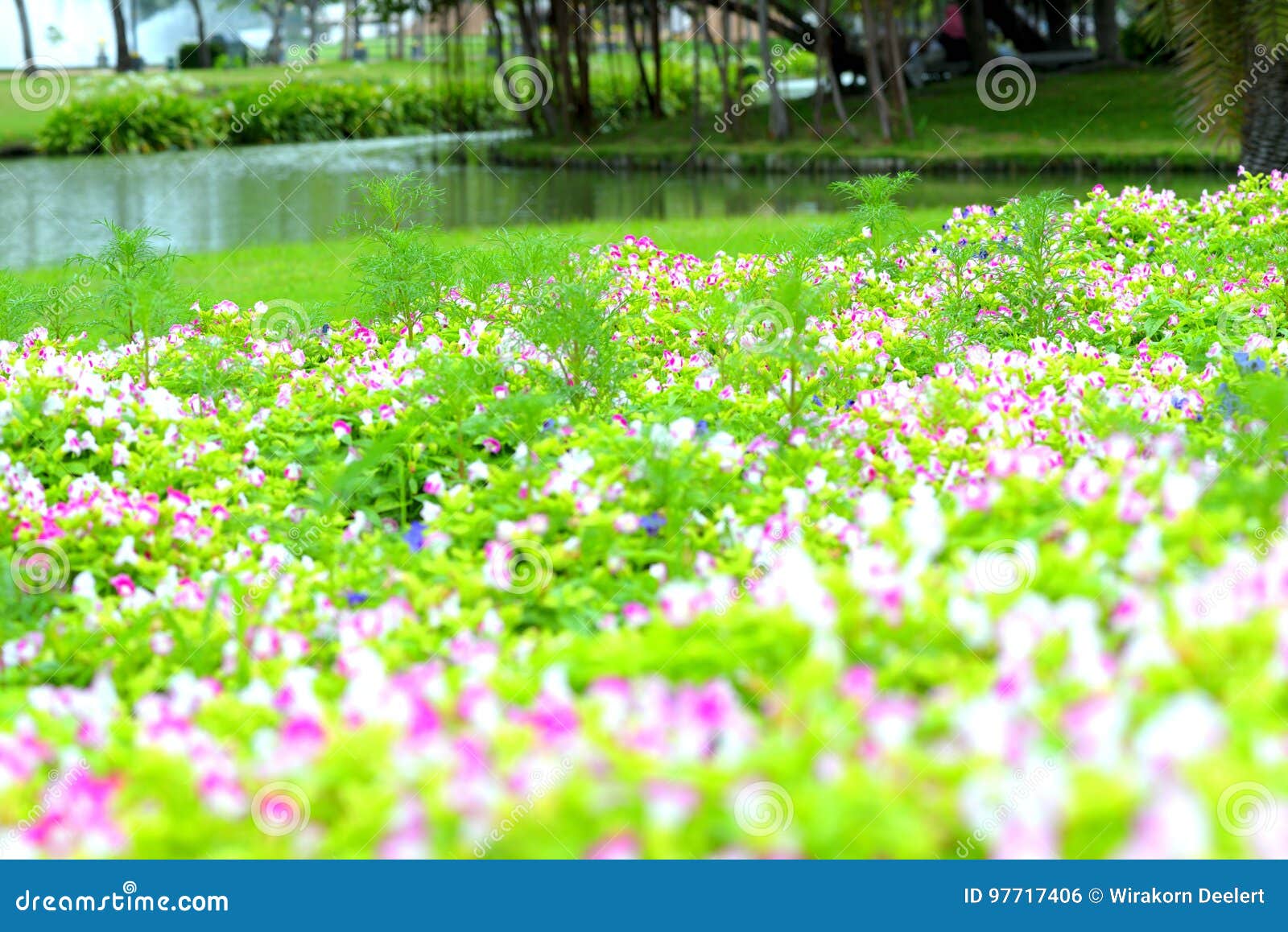 Beautiful Spring Flowers in Garden Nature Background Stock Photo ...