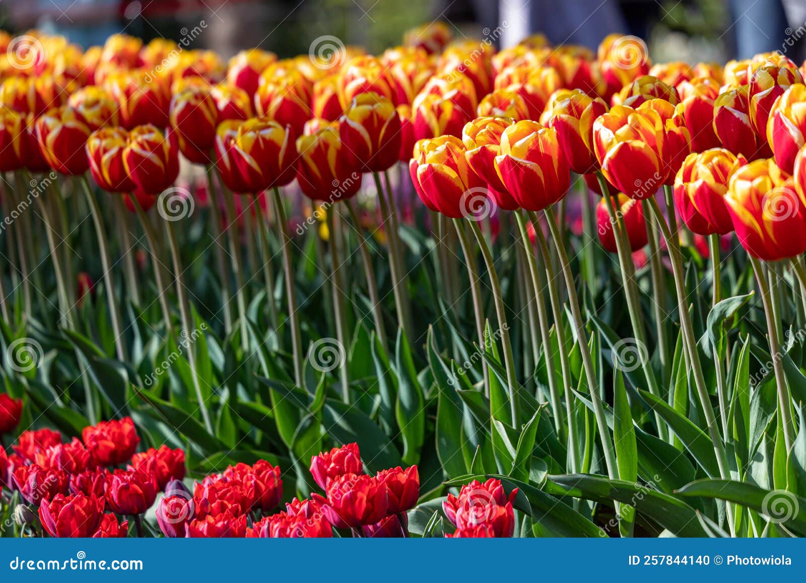 Beautiful Spring Flowers in the Garden . Netherland Stock Photo - Image ...