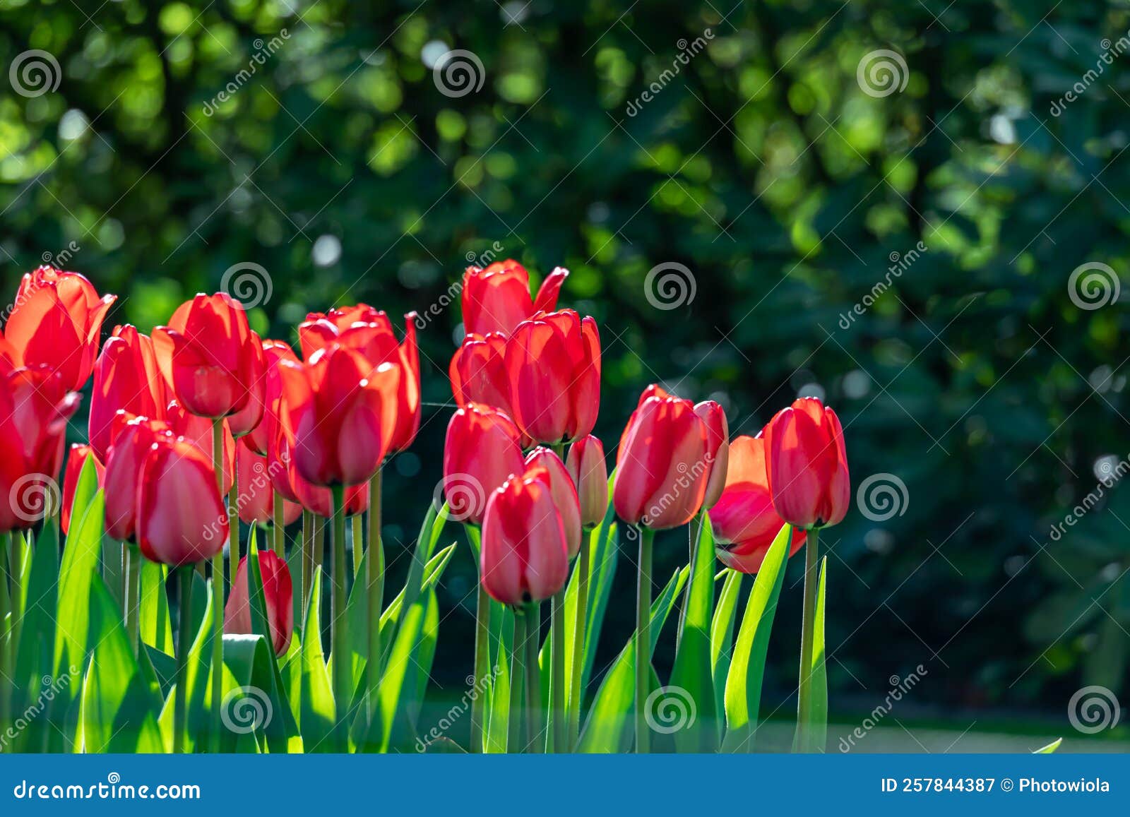 Beautiful Spring Flowers in the Garden . Netherland Stock Image - Image ...