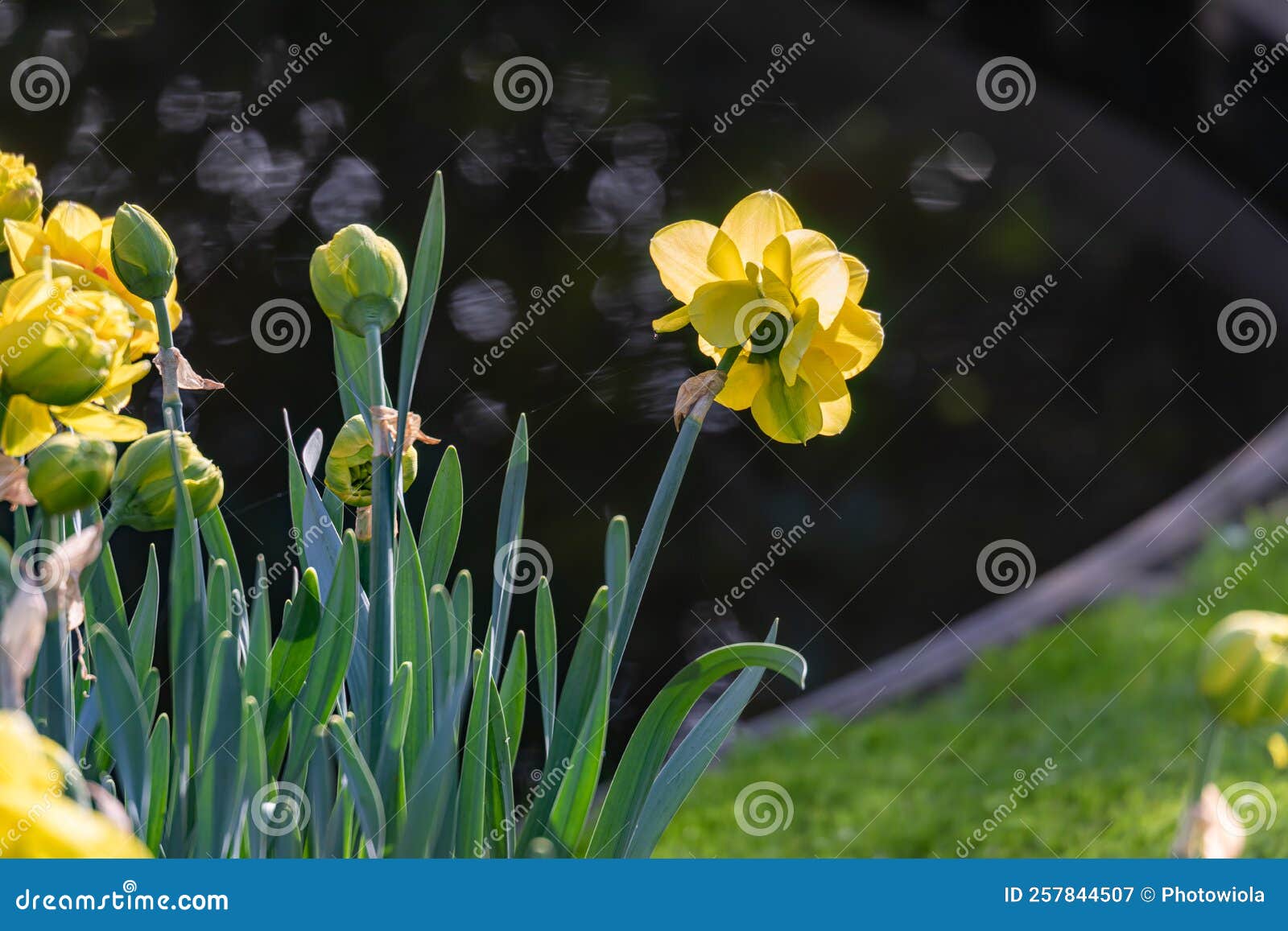 Beautiful Spring Flowers in the Garden . Netherland Stock Image - Image ...