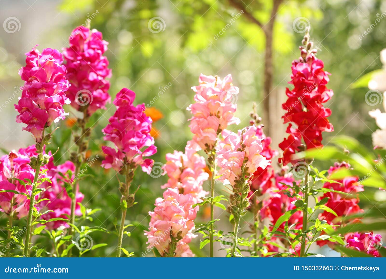 Beautiful Spring Flowers in Garden Stock Image - Image of flowerbed ...